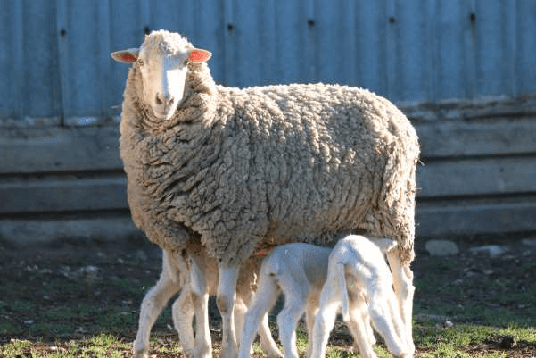 Handbook for Intensive Sheep Farming - Mamre Consult